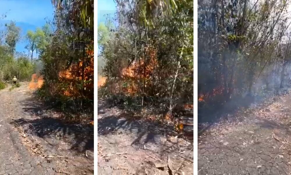 Afectadas 2 Mil 900 Hectáreas Por Incendios Forestales Cauce Campeche 1433
